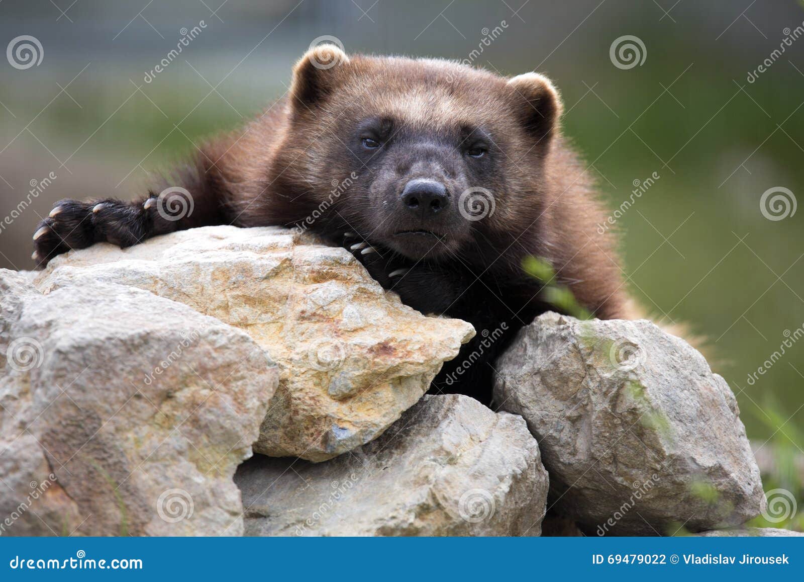 Wolverine (Gulo Gulo) Stock Image | CartoonDealer.com #80209075