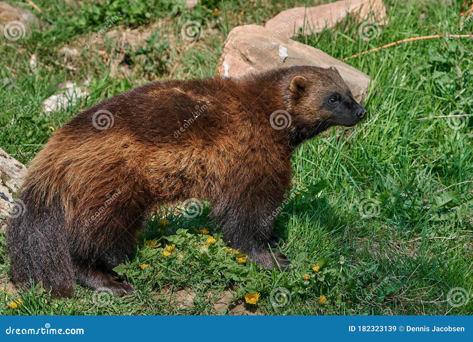 Wolverine Gulo gulo stock image. Image of natural, fauna - 182323139