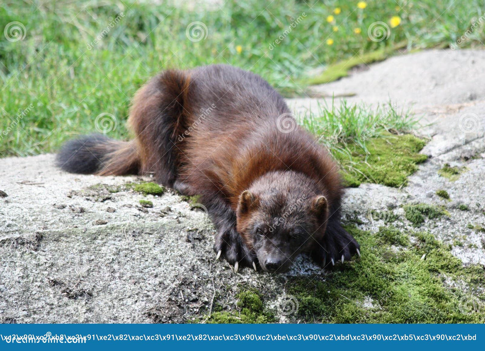 Wolverine. Gulo gulo. stock image. Image of nature, animal - 72847851