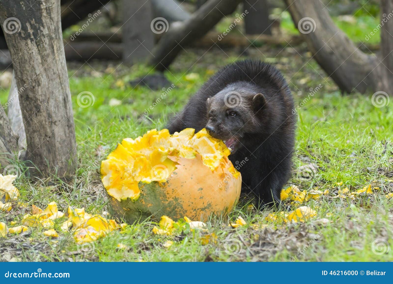 Wolverine (Gulo gulo) stock photo. Image of gulo, wolverine - 46216000