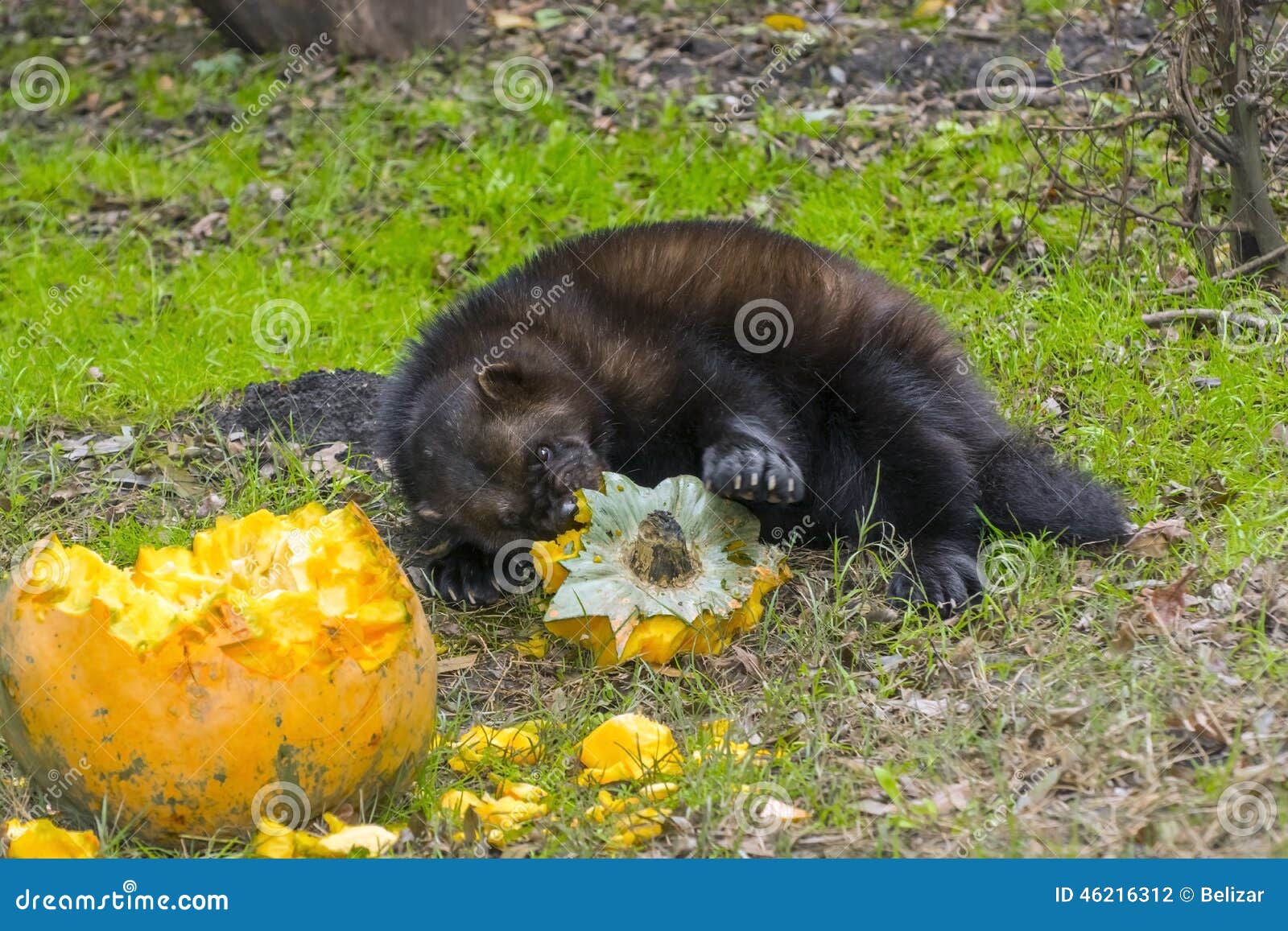 Wolverine (Gulo gulo) stock photo. Image of mustelid - 46216312