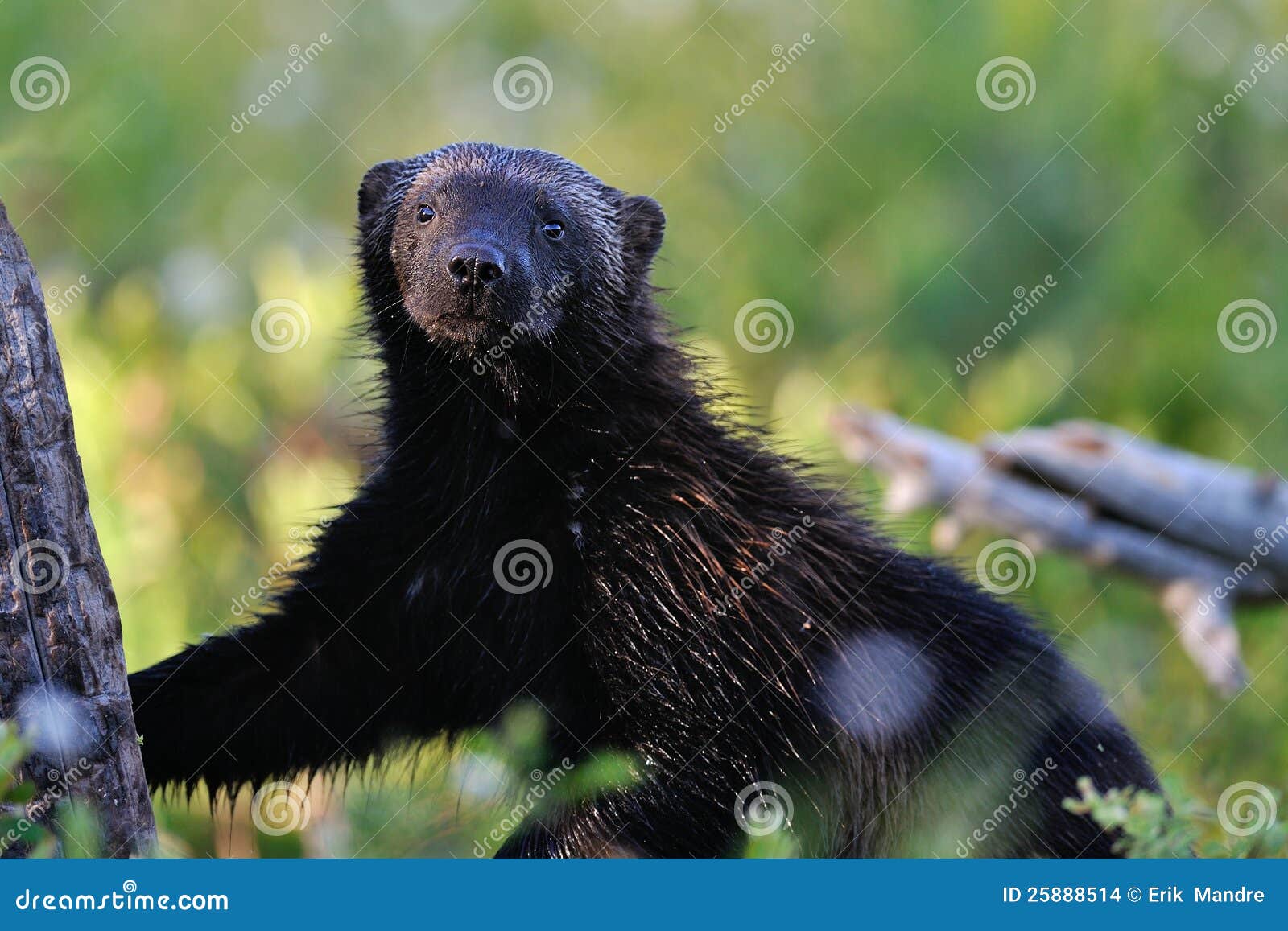 Wolverine (gulo Gulo) Portrait Stock Photo - Image of carnivora ...