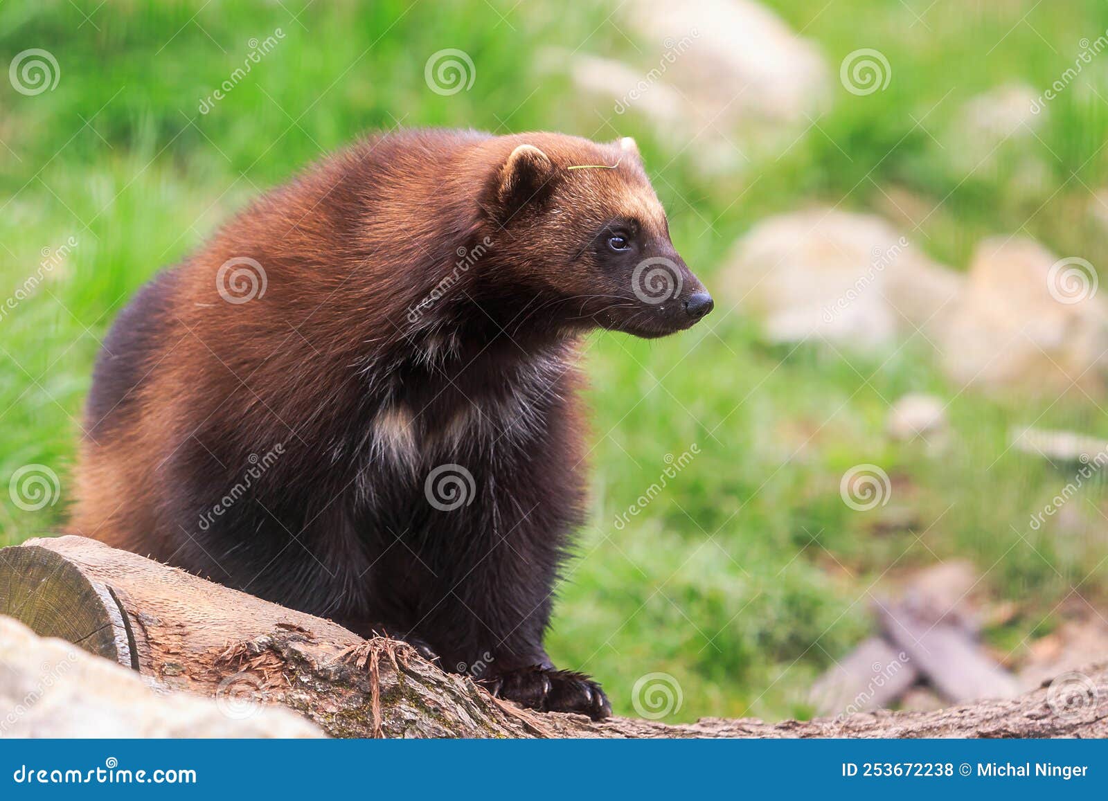 Wolverine Gulo Gulo Sitting in the Grass Stock Photo - Image of ...