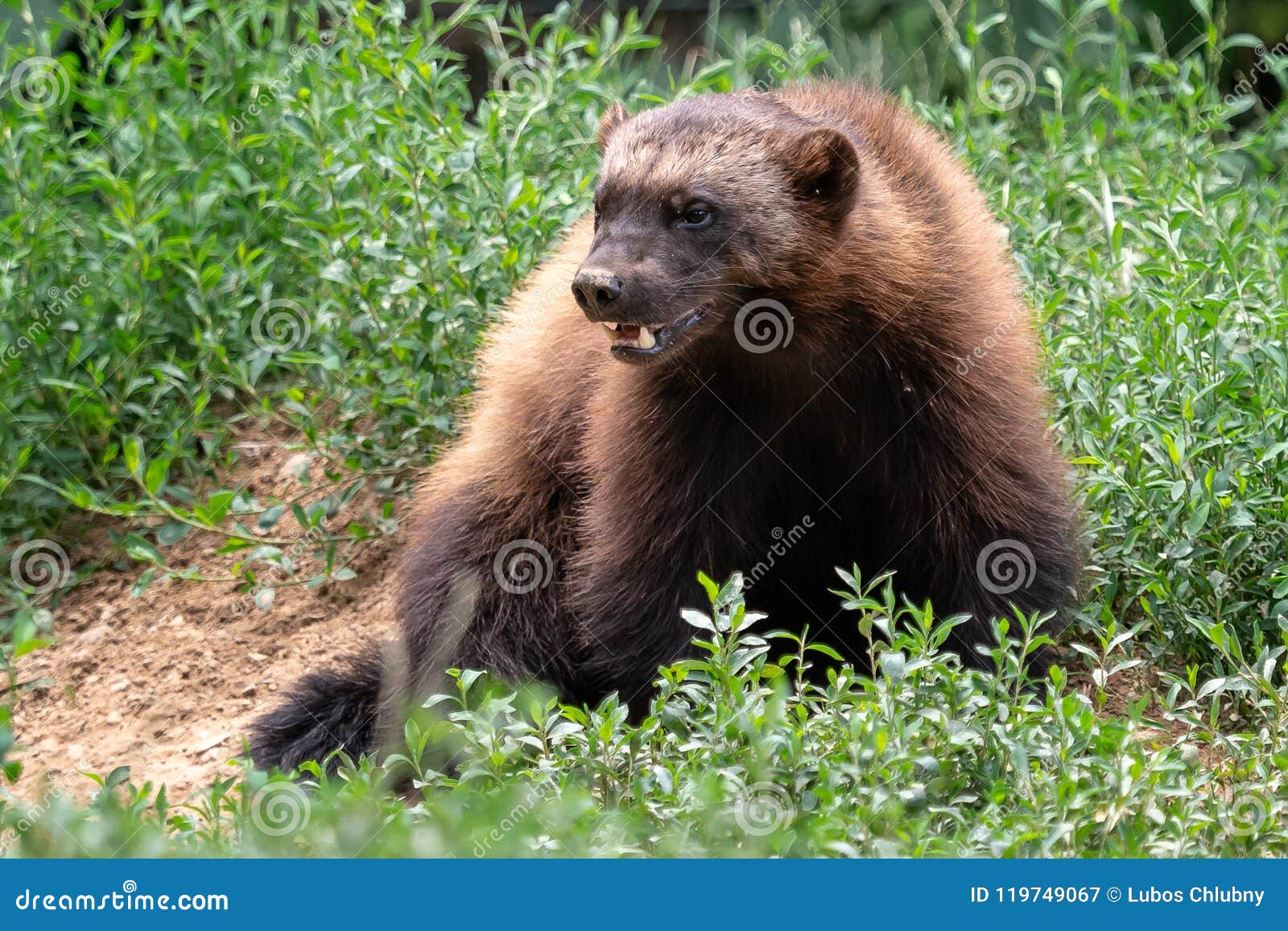 Wolverine, Gulo Gulo, Sitting on a Meadow Stock Image - Image of ...