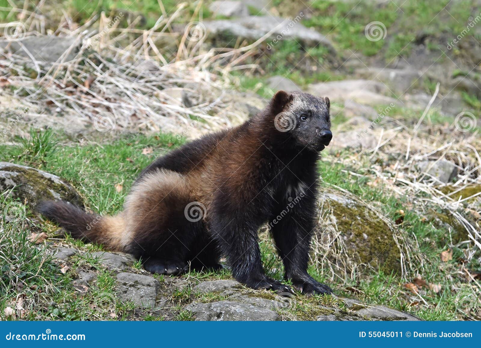 Wolverine (gulo gulo) stock image. Image of wild, wildlife - 55045011