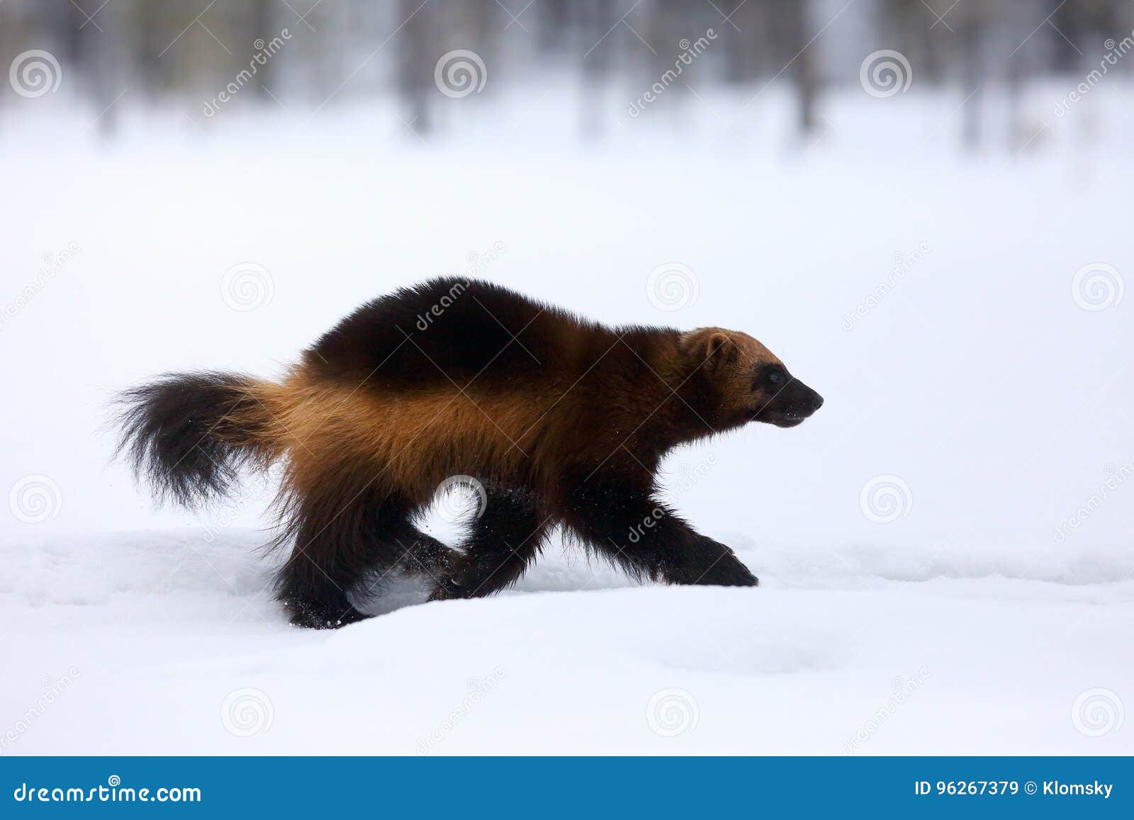 The Wolverine Gulo Gulo on the Snow Stock Image - Image of glutton ...