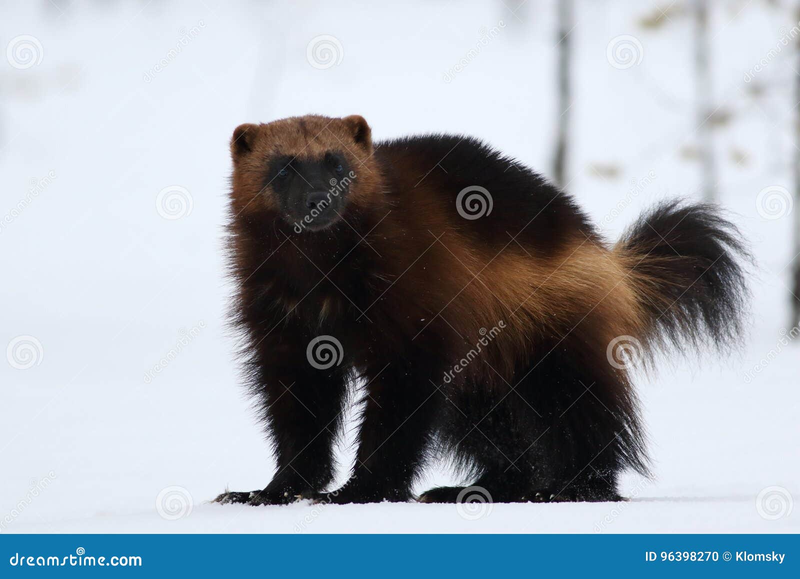 Wolverine Gulo Gulo Snow White Background Stock Photos - Free & Royalty ...