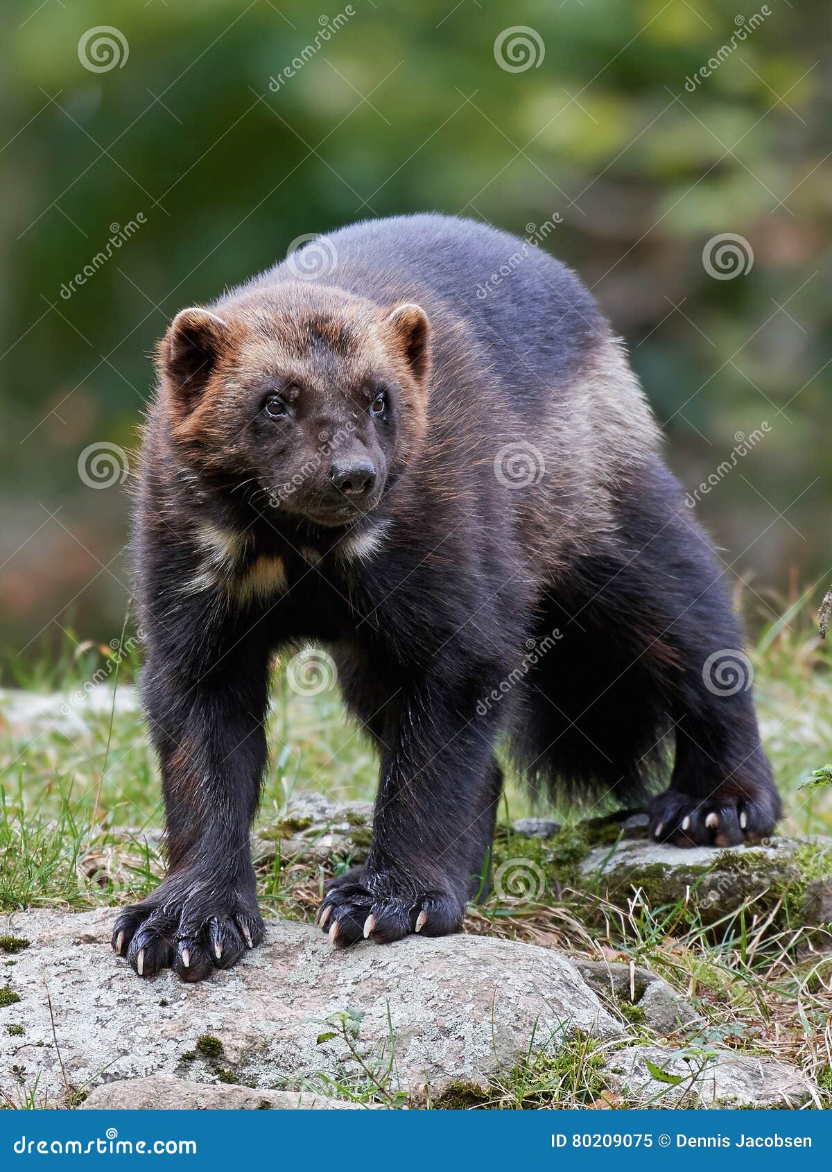 Wolverine (Gulo gulo) stock image. Image of wildlife - 80209075