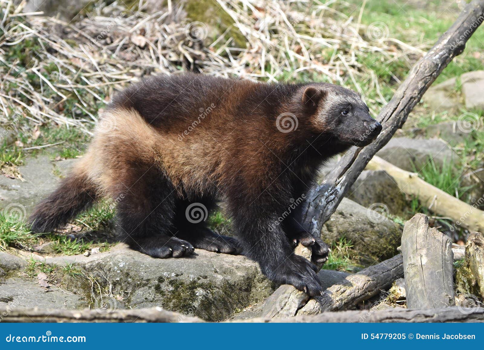 Wolverine (gulo gulo) stock image. Image of fauna, nature - 54779205