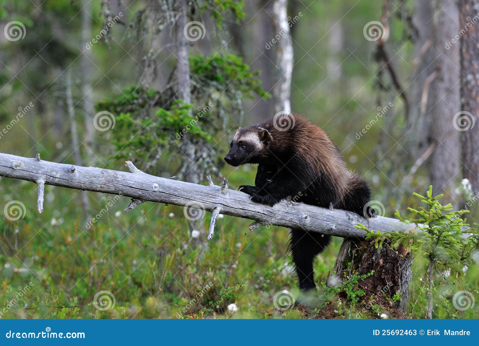 Wolverine (Gulo Gulo) Stock Image | CartoonDealer.com #80209075