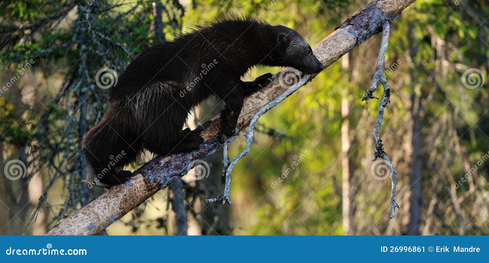 Wolverine (gulo Gulo) on a Tree Stock Image - Image of quickhatch ...