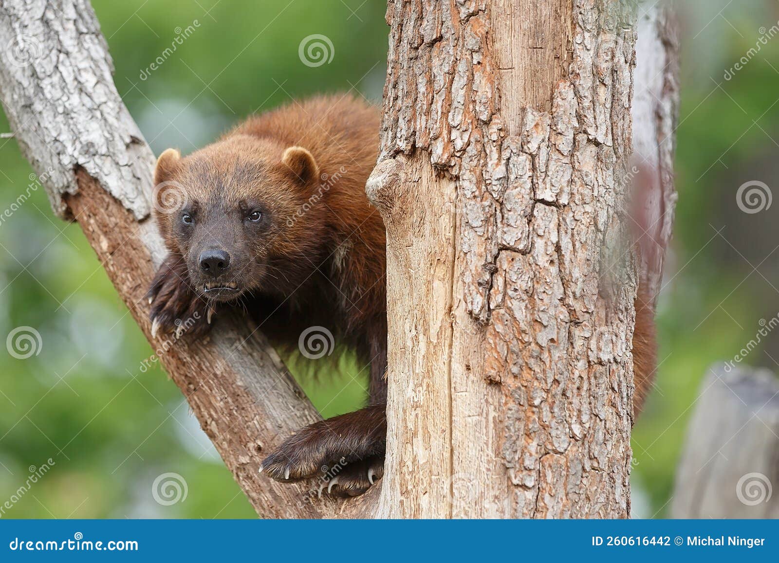 Wolverine Gulo Gulo is in the Tree Stock Photo - Image of hunting ...