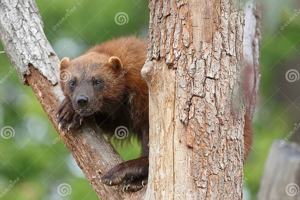 Wolverine Gulo Gulo is in the Tree Stock Photo - Image of hunting ...