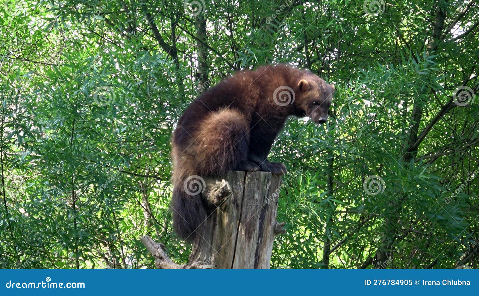 Wolverine (Gulo Gulo) on the Tree Trunk Stock Image - Image of length ...
