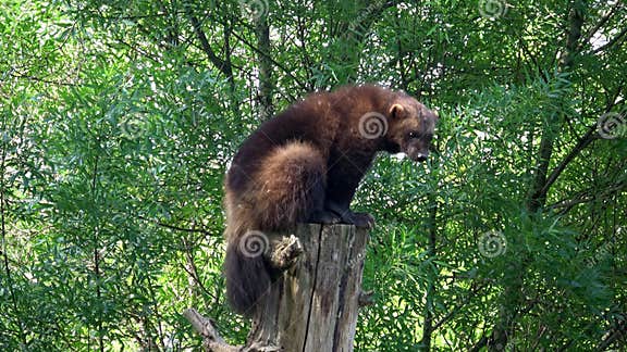 Wolverine (Gulo Gulo) on the Tree Trunk Stock Image - Image of length ...