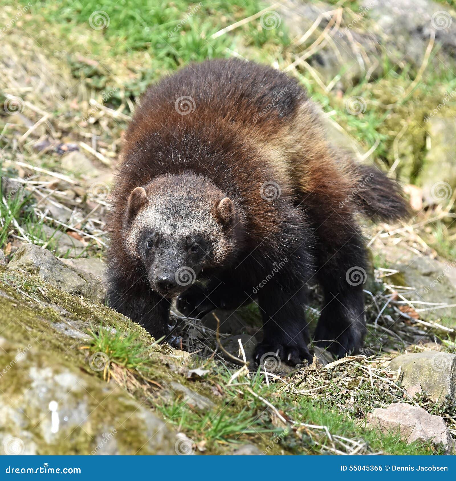 Wolverine (gulo gulo) stock photo. Image of wildlife - 55045366