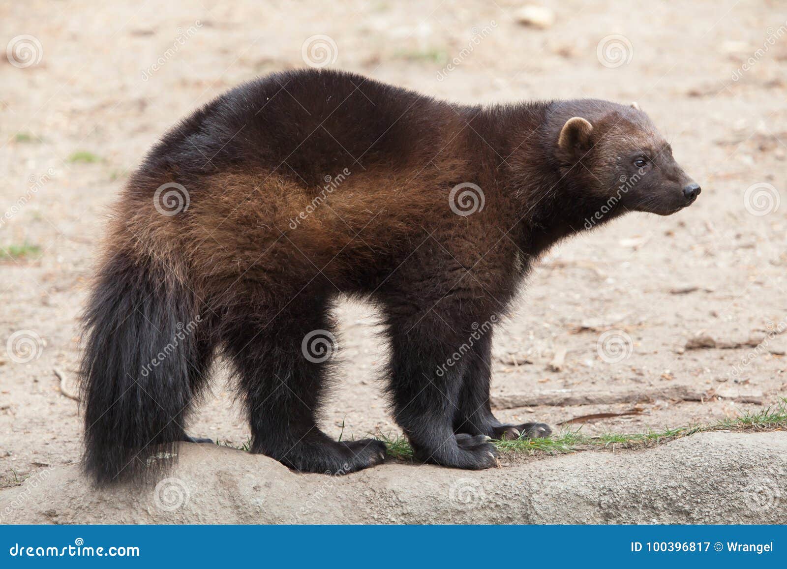 Wolverine Gulo gulo stock image. Image of gluttons, mustelidae - 100396817