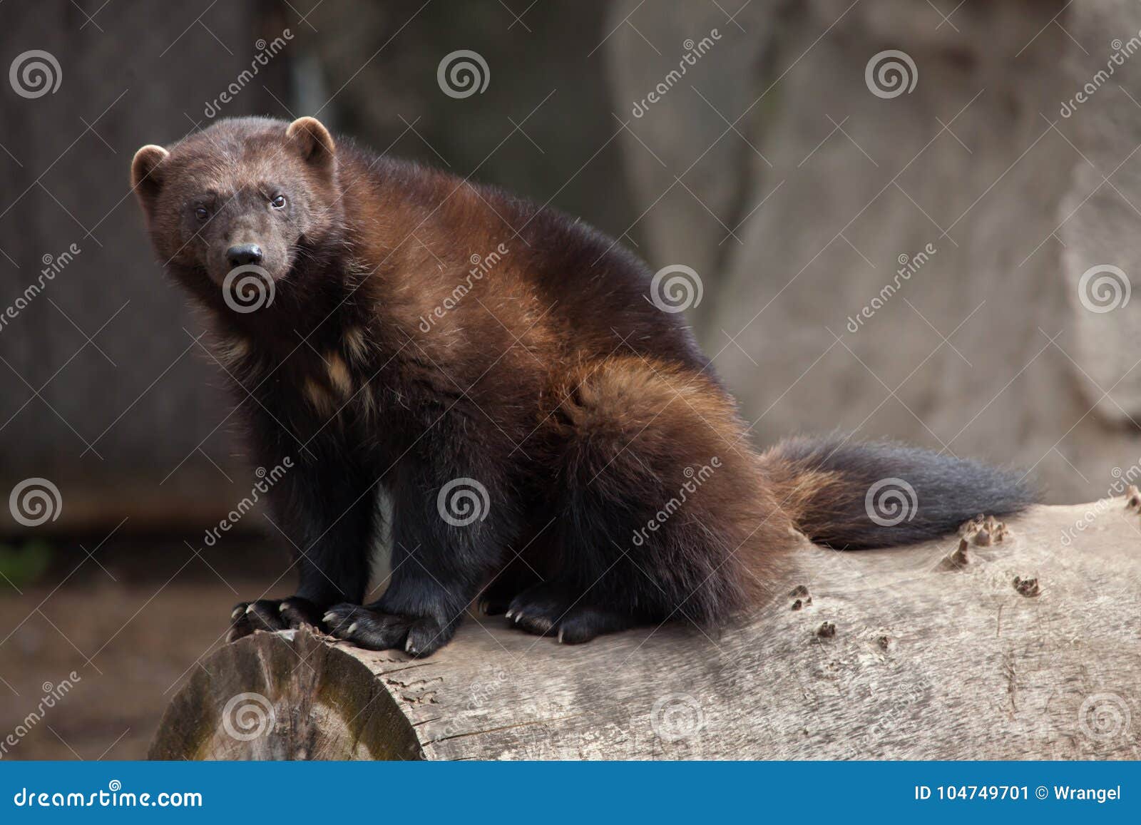 Wolverine Gulo gulo stock image. Image of glutton, animals - 104749701