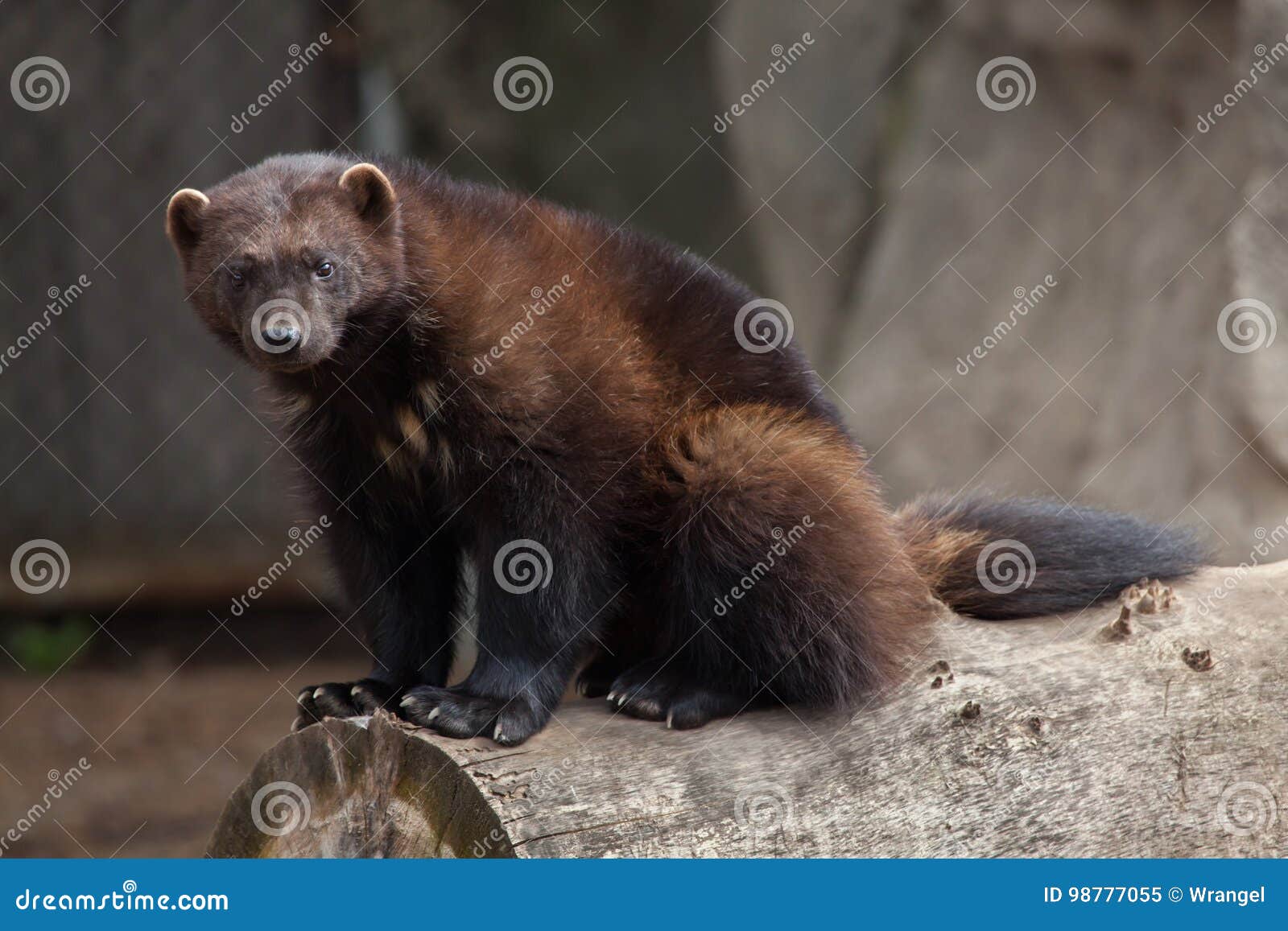 Wolverine (Gulo Gulo) Stock Image | CartoonDealer.com #80209075