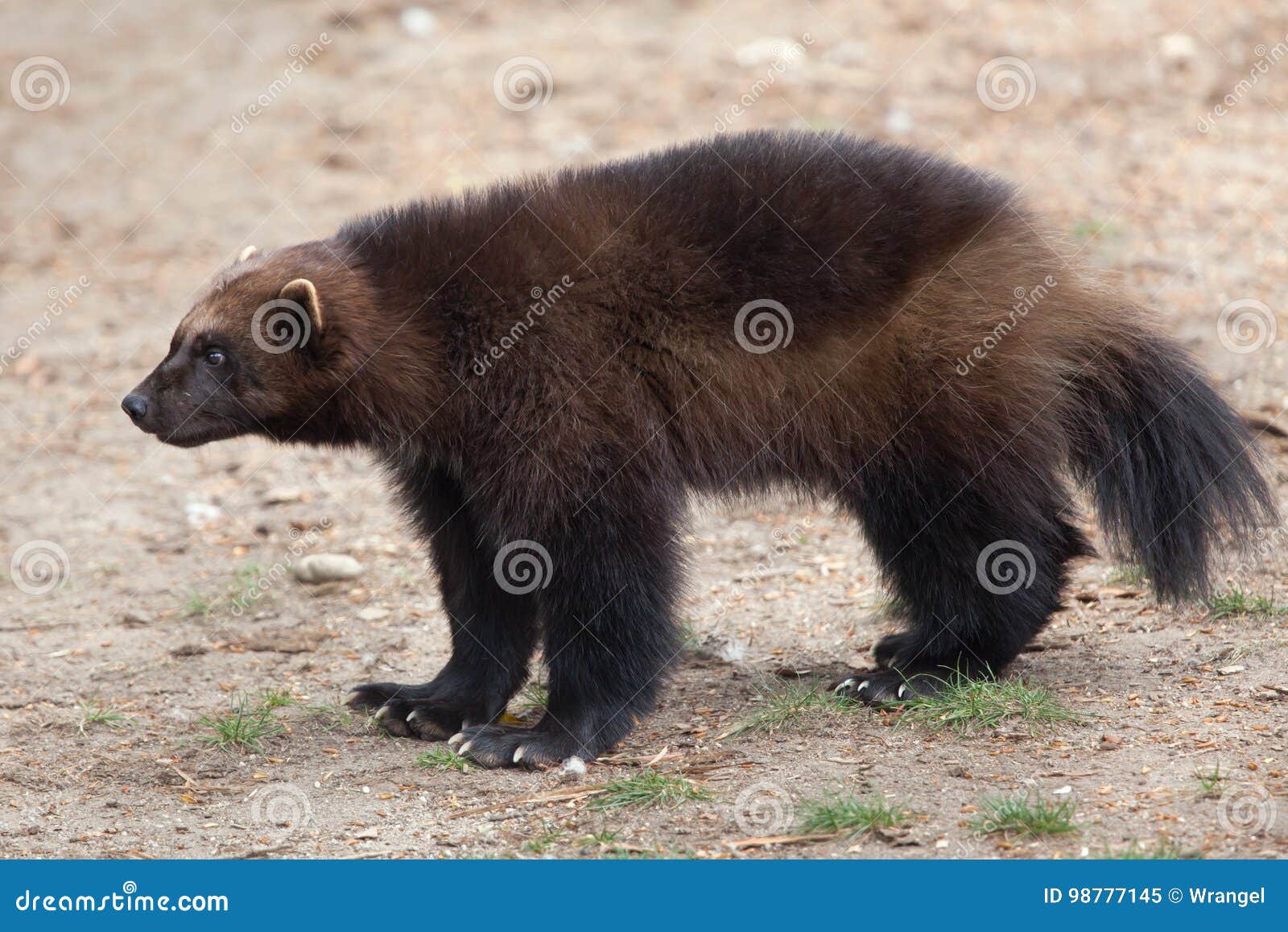 Wolverine Gulo gulo stock image. Image of mustelinae - 98777145