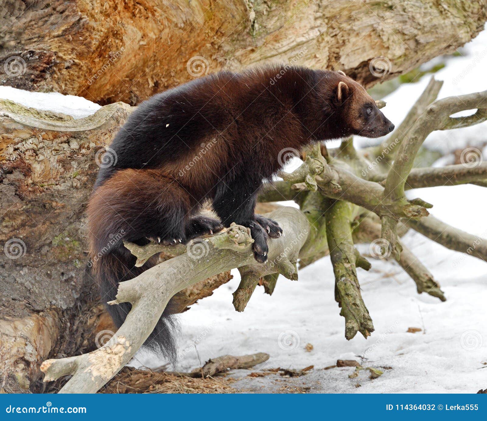Wolverine Gulo gulo on log stock photo. Image of animal - 114364032