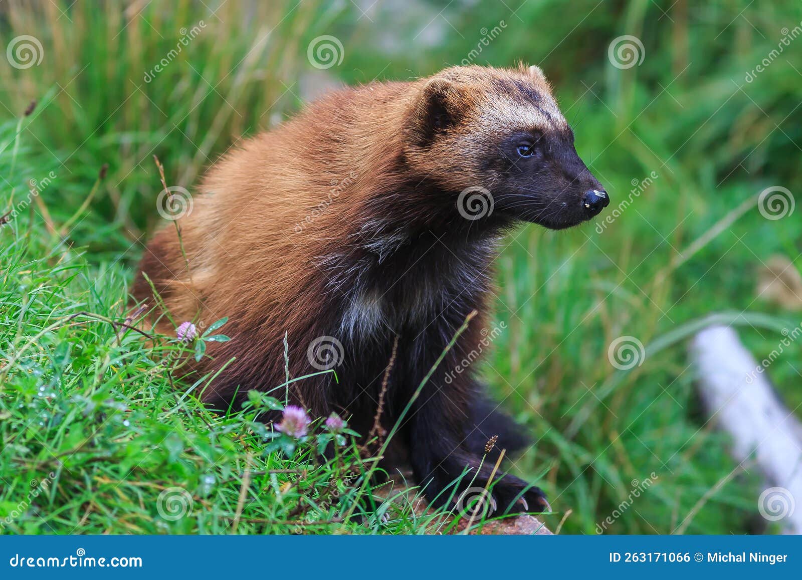 Wolverine Gulo Gulo Sitting in the Grass Stock Photo - Image of bear ...