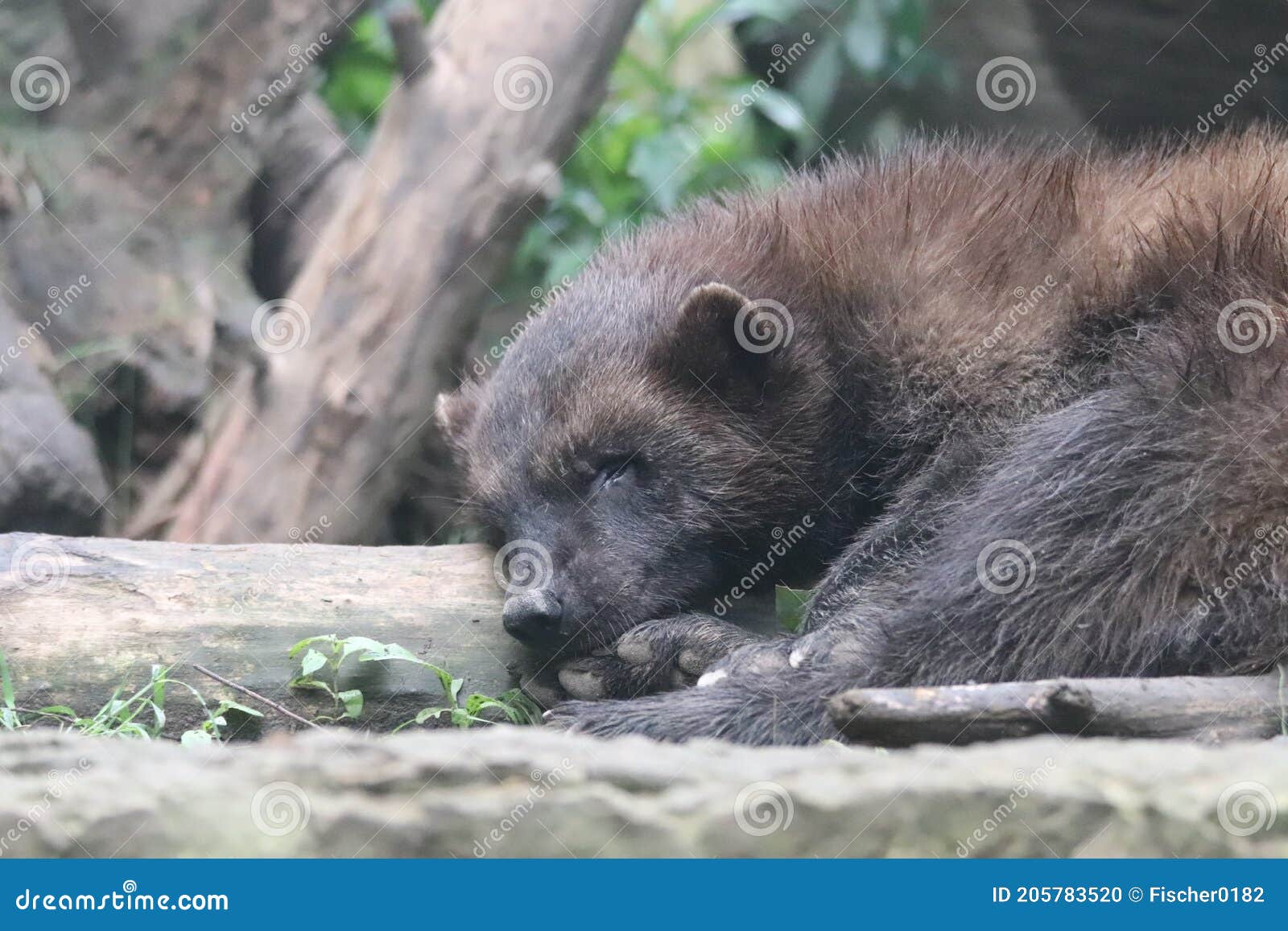 Wolverine Gulo gulo 2 stock photo. Image of wolverine - 205783520