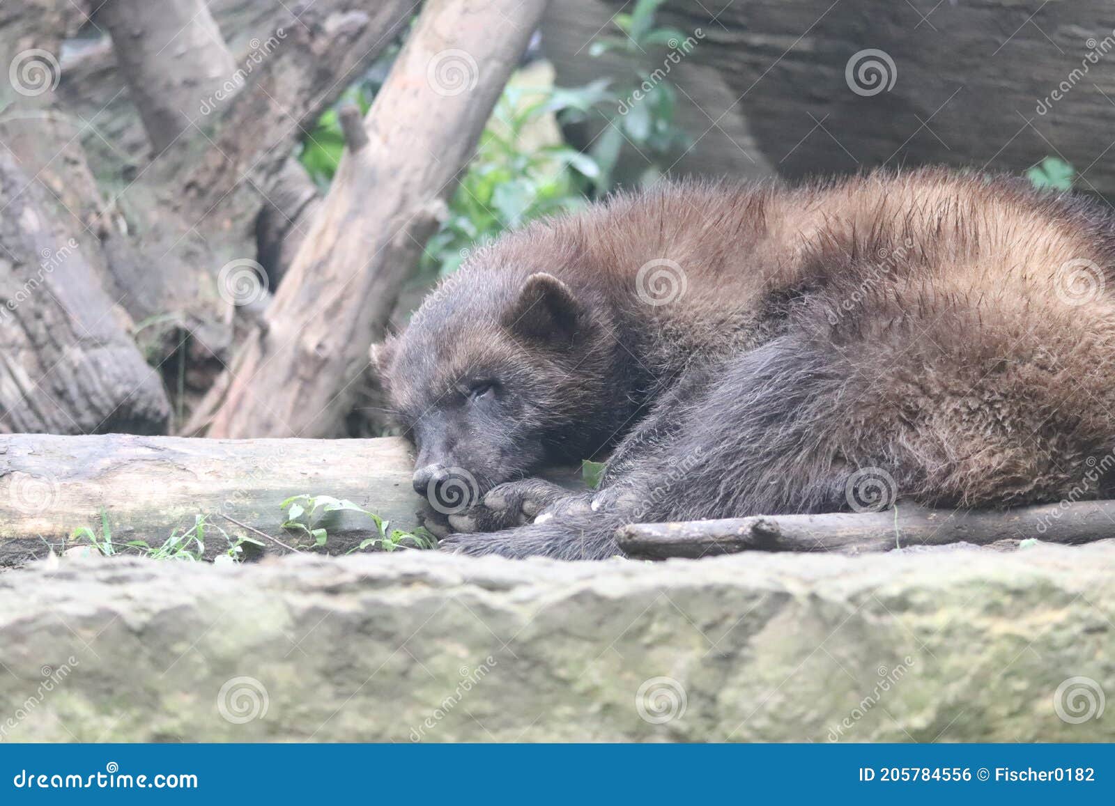 Wolverine Gulo gulo 1 stock photo. Image of wolverine - 205784556