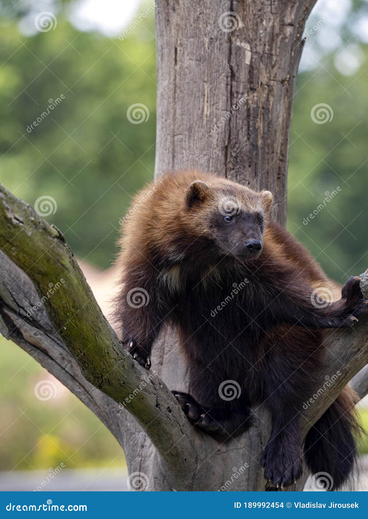 Wolverine, Gulo Gulo, a Strong Beast, Looks Around in a Tall Tree Stock ...