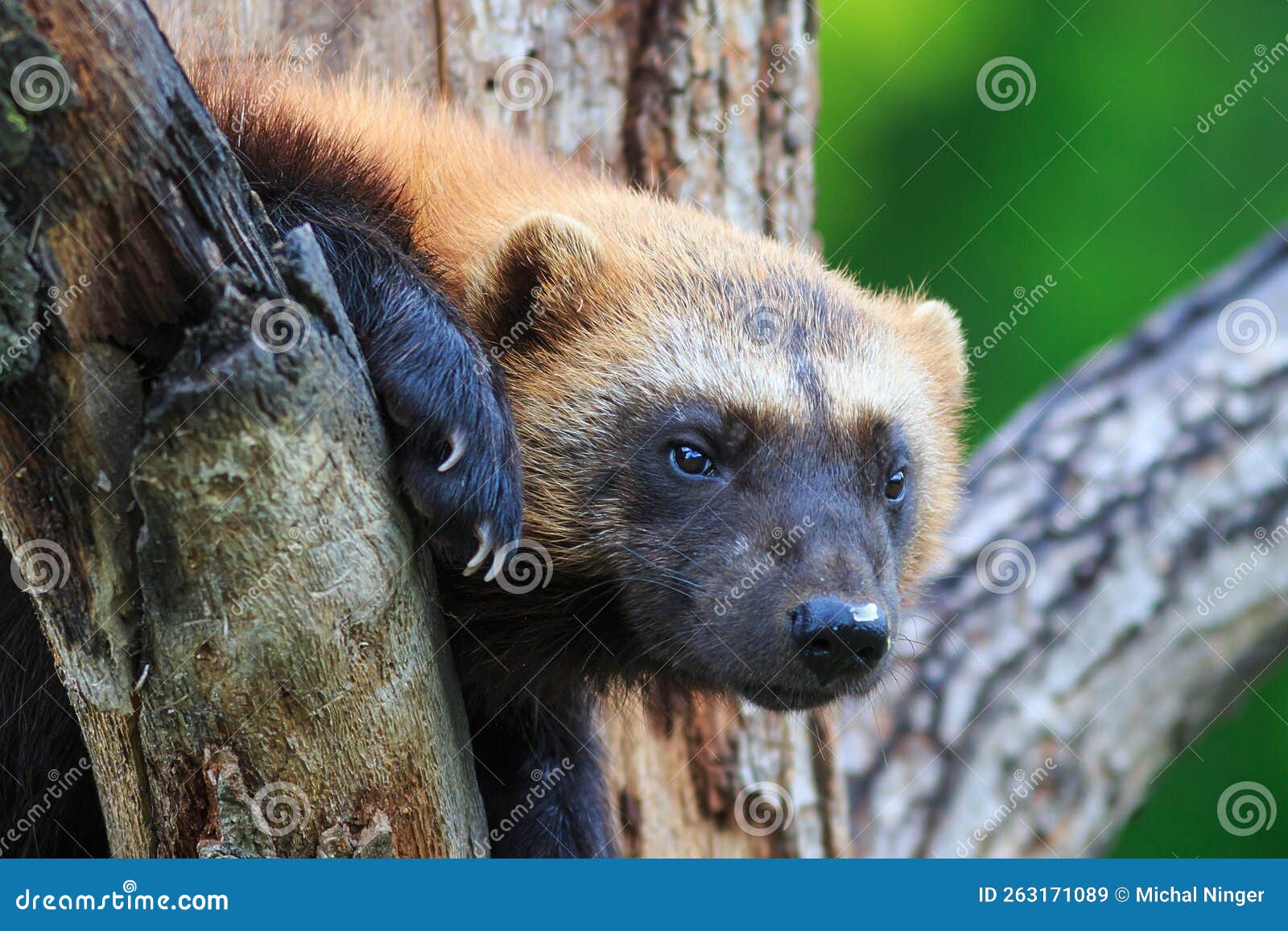 Wolverine Gulo Gulo is in the Tree Stock Image - Image of cold, mammal ...