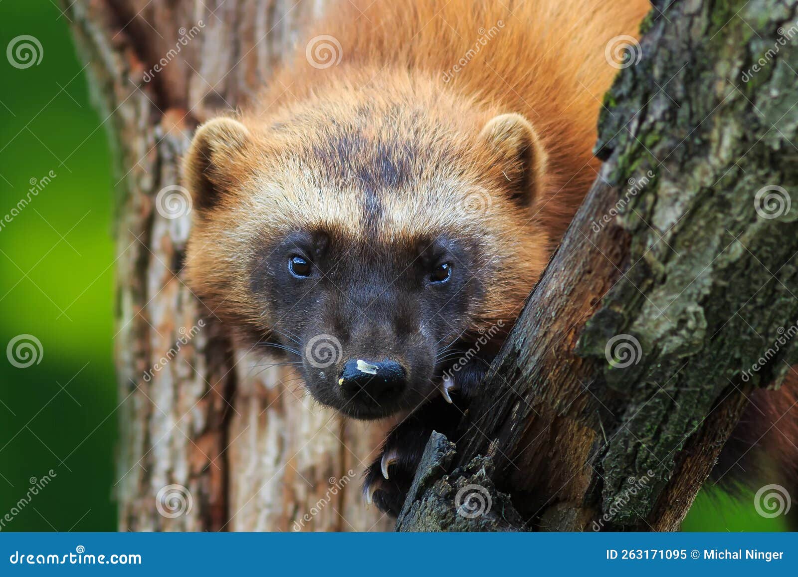 Wolverine Gulo Gulo is in the Tree Stock Image - Image of carnivore ...