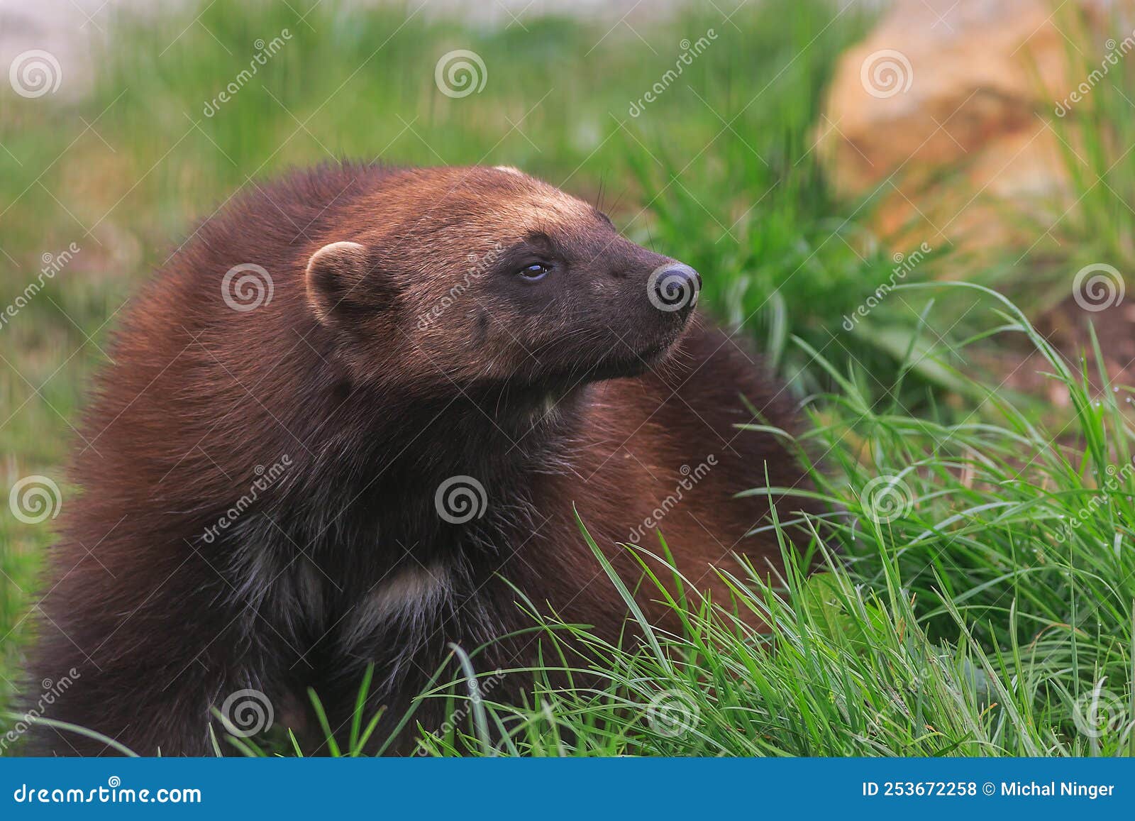 Wolverine Gulo Gulo Walking in the Grass Stock Photo - Image of mammal ...