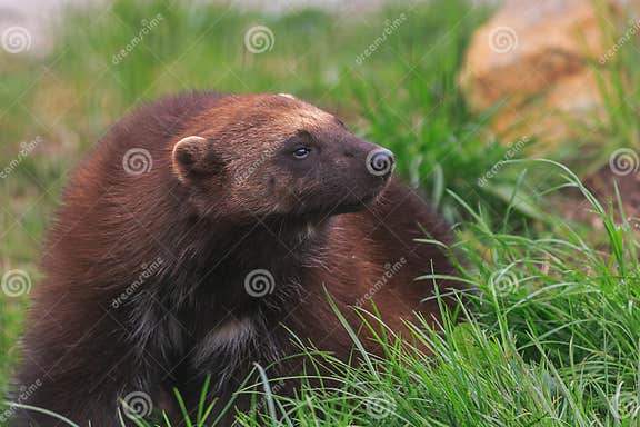 Wolverine Gulo Gulo Walking in the Grass Stock Photo - Image of mammal ...