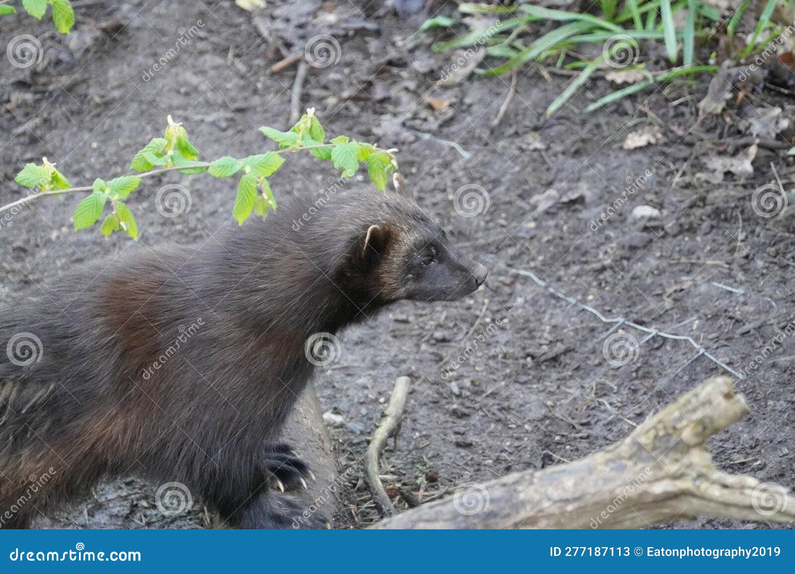 Wolverine looking out stock image. Image of face, mammalia - 277187113