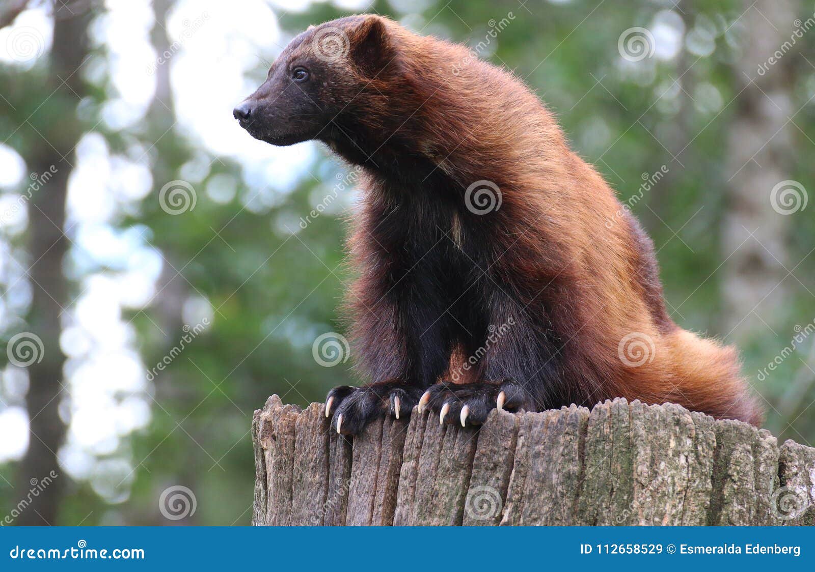 Wolverine stock image. Image of carnivore, male, sitting - 112658529