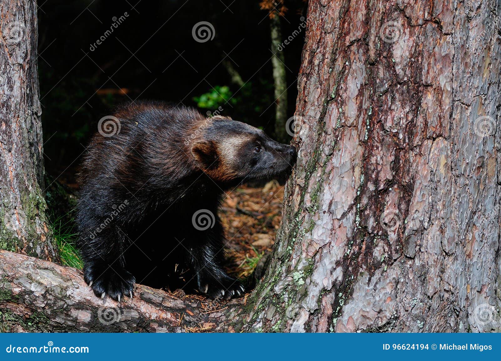 Wolverine in a North Forest Stock Photo - Image of scandinavian, strong ...