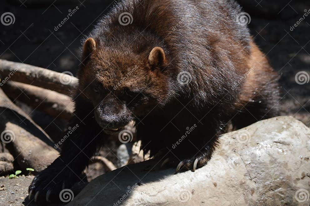 Wolverine stock photo. Image of close, spring, life, enrichment - 96936282