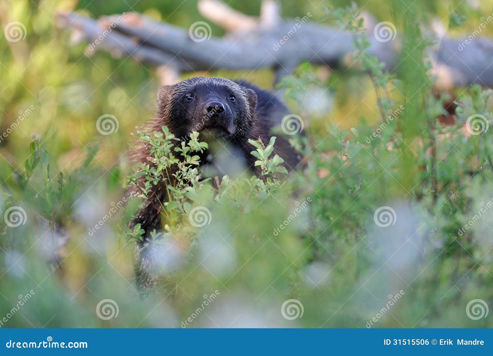Wolverine portrait stock photo. Image of mammal, carnivora - 31515506
