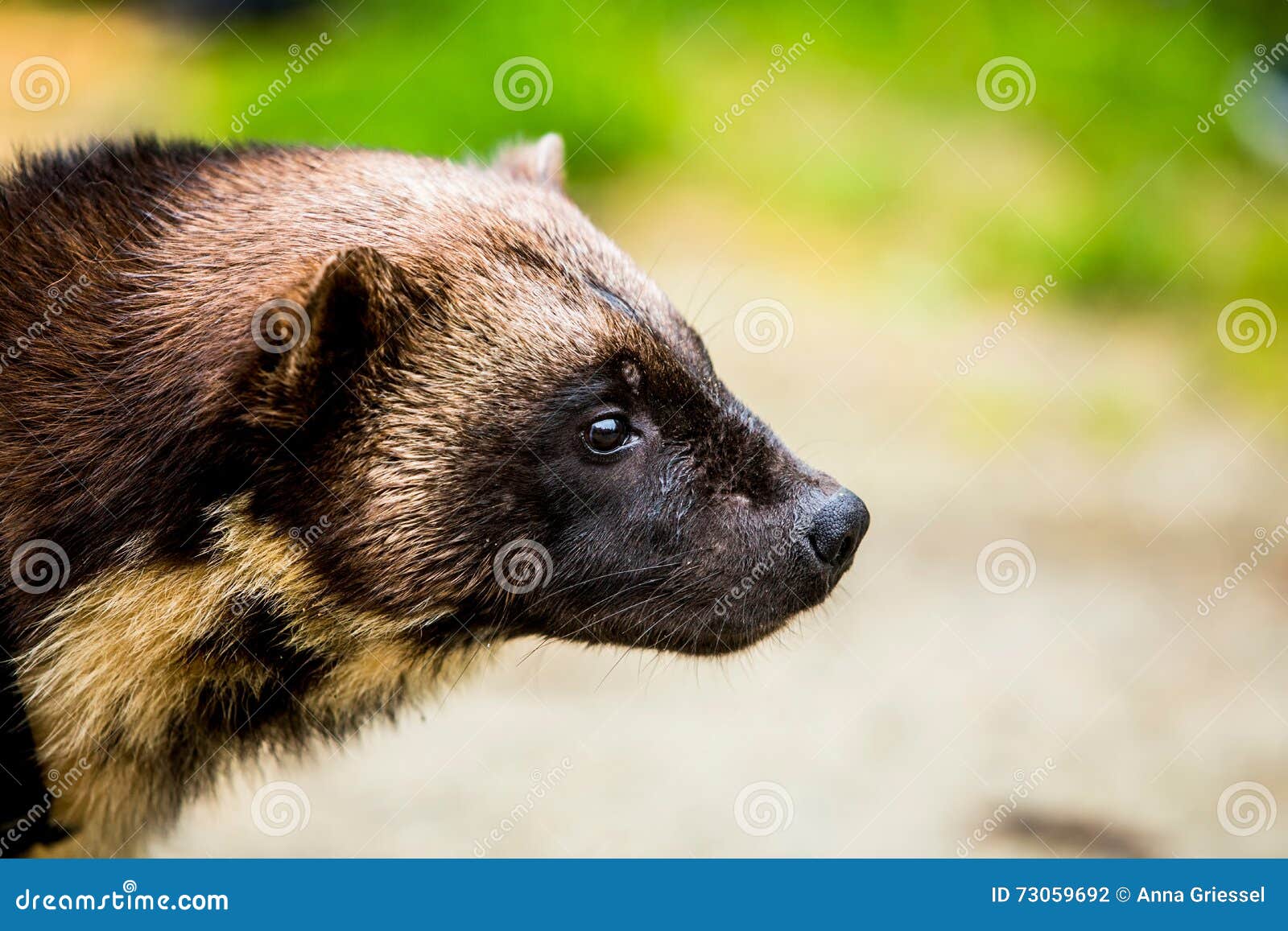 Wolverine Profile Close Up stock photo. Image of scavenger - 73059692