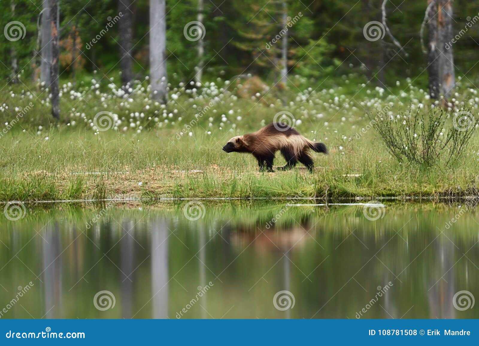 Wolverine Running Near the Water with Reflection Stock Photo - Image of ...