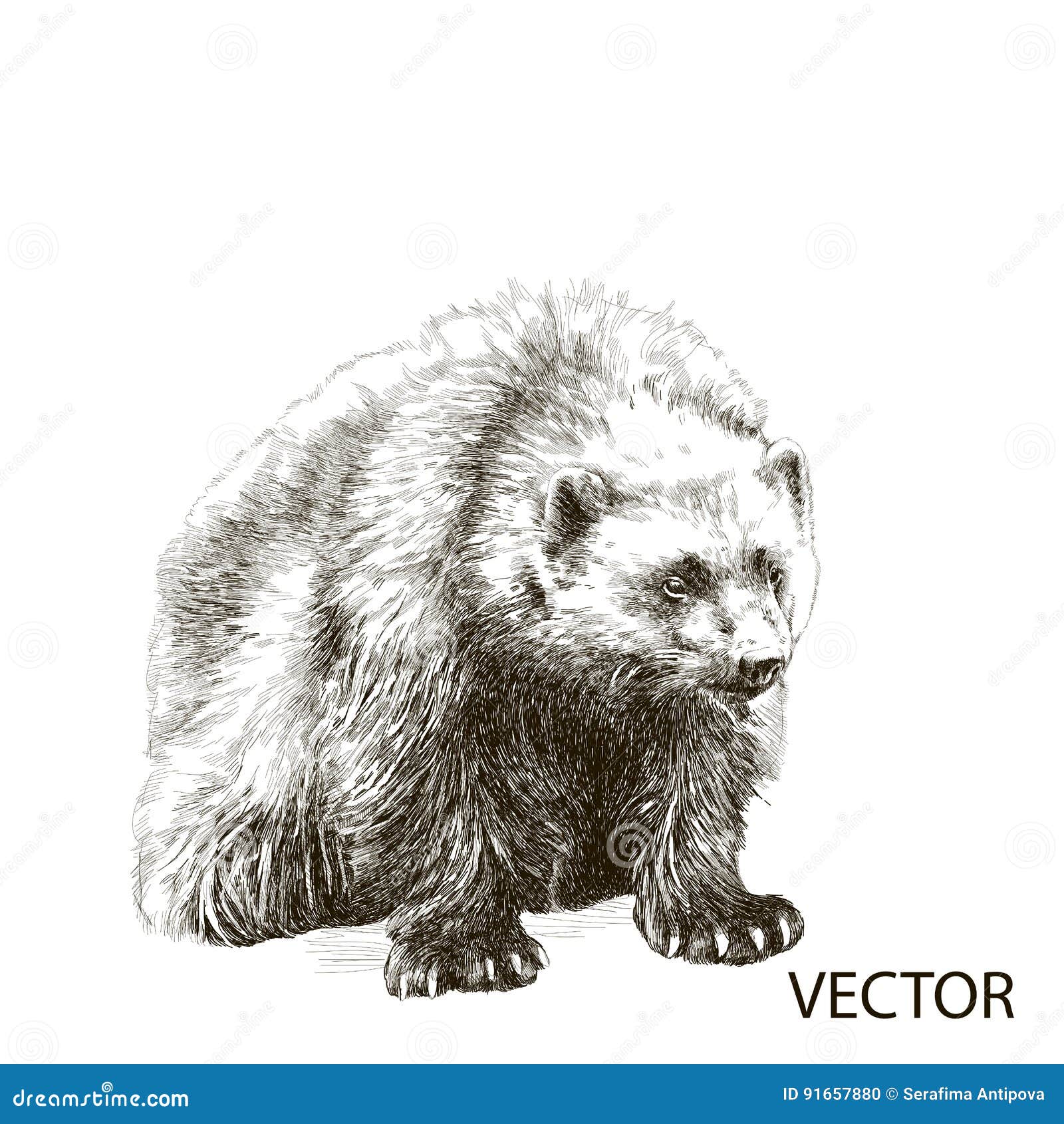 Wolverine Sitting Sketch Vector Stock Vector - Illustration of ...