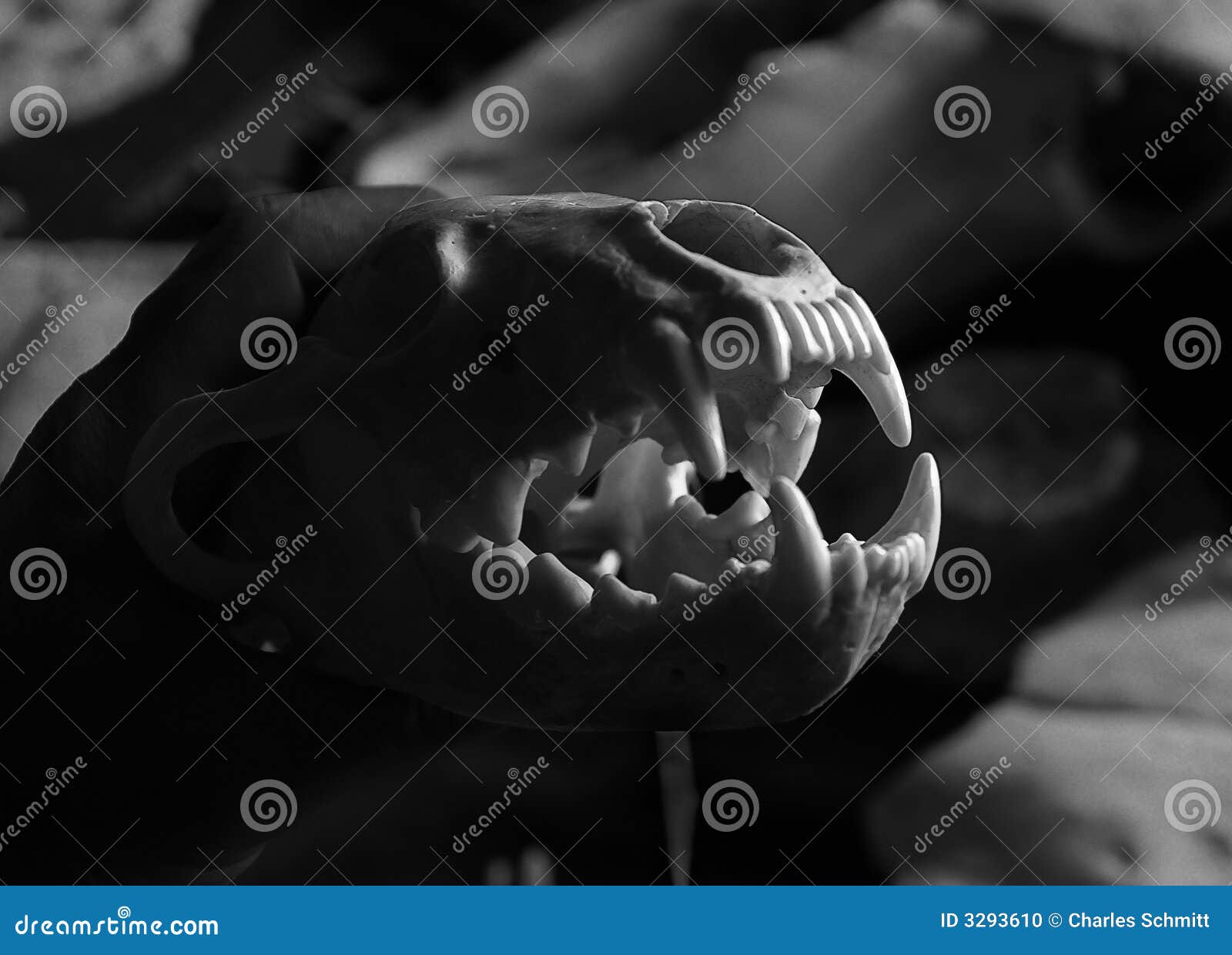 Wolverine Skull stock photo. Image of skull, wildlife - 3293610