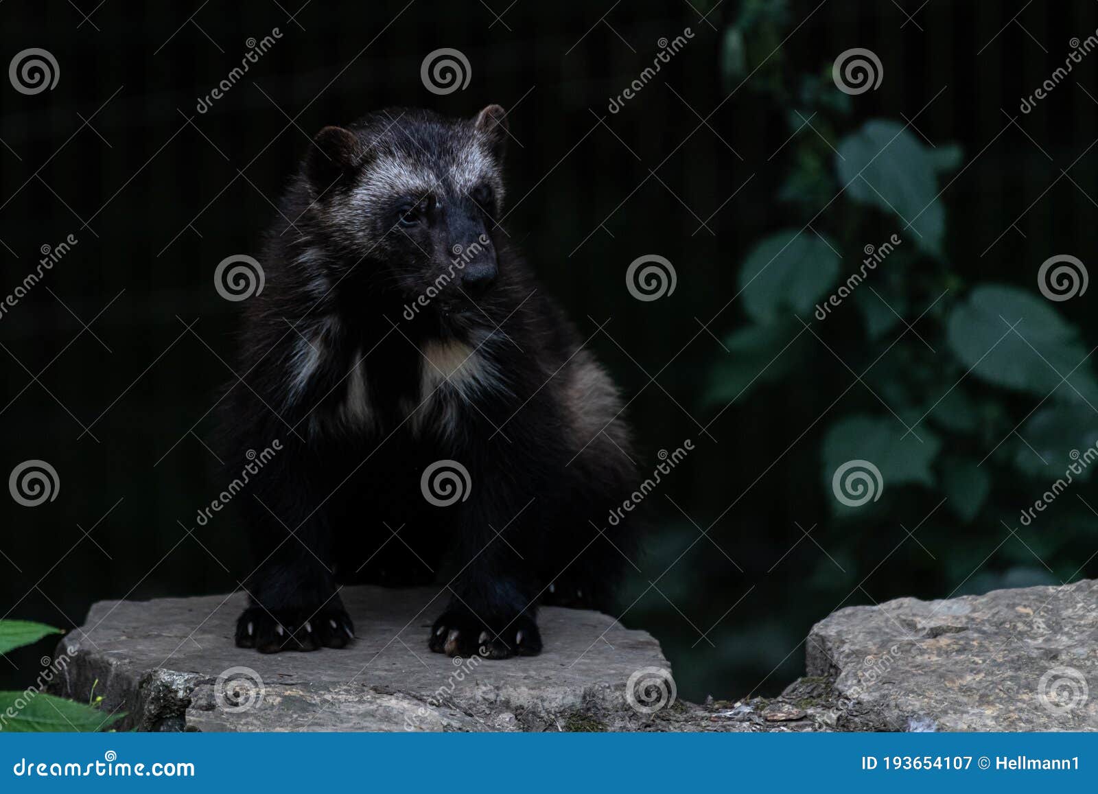 Wolverine or Skunk Bear stock image. Image of forest - 193654107
