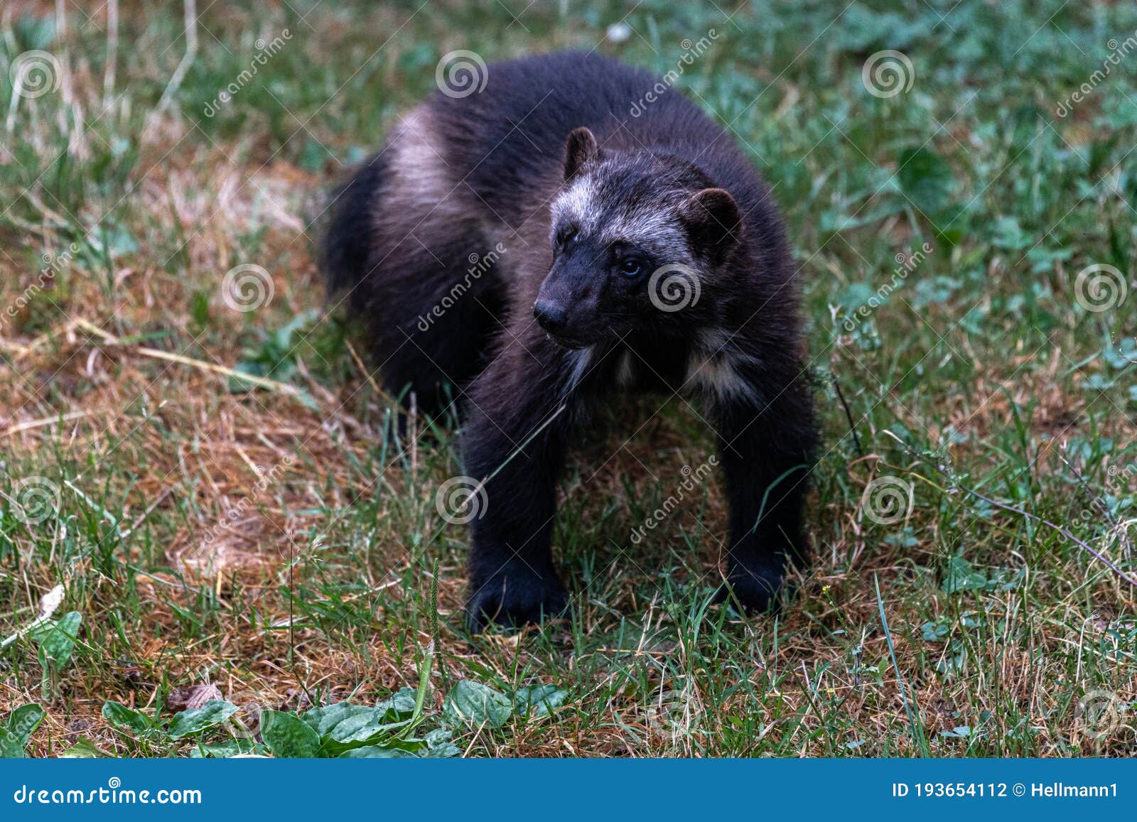 Wolverine or Skunk Bear stock photo. Image of quickhatch - 193654112