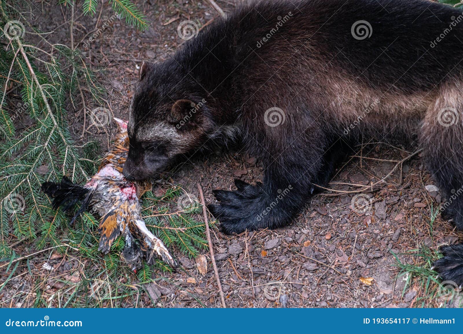 Wolverine or Skunk Bear stock image. Image of subarctic - 193654117