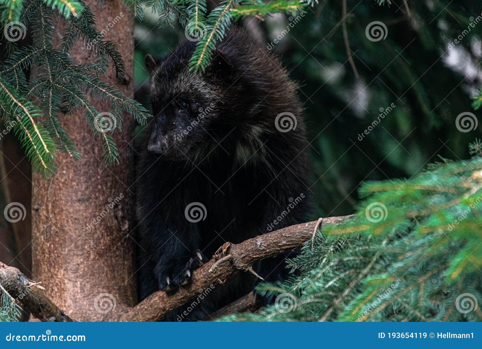 Wolverine or Skunk Bear stock image. Image of skunk - 193654119