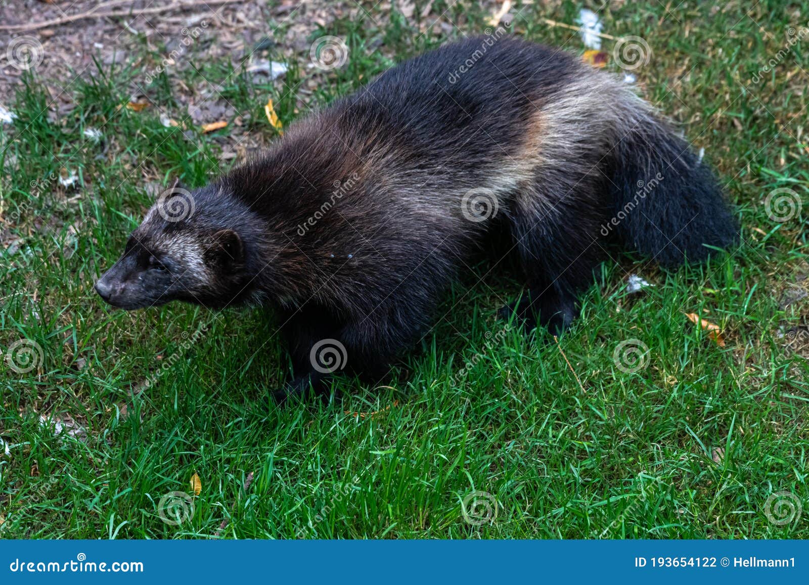 Wolverine or Skunk Bear stock photo. Image of wildlife - 193654122