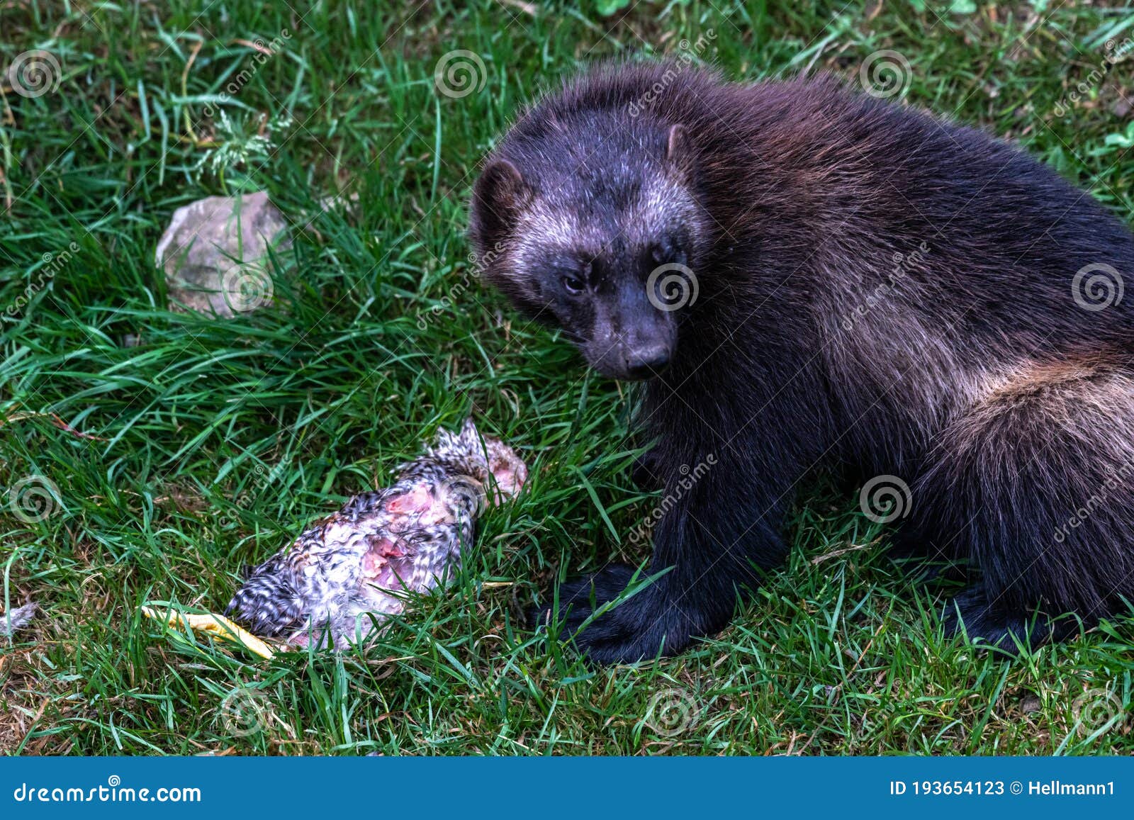 Wolverine or Skunk Bear stock image. Image of subarctic - 193654123