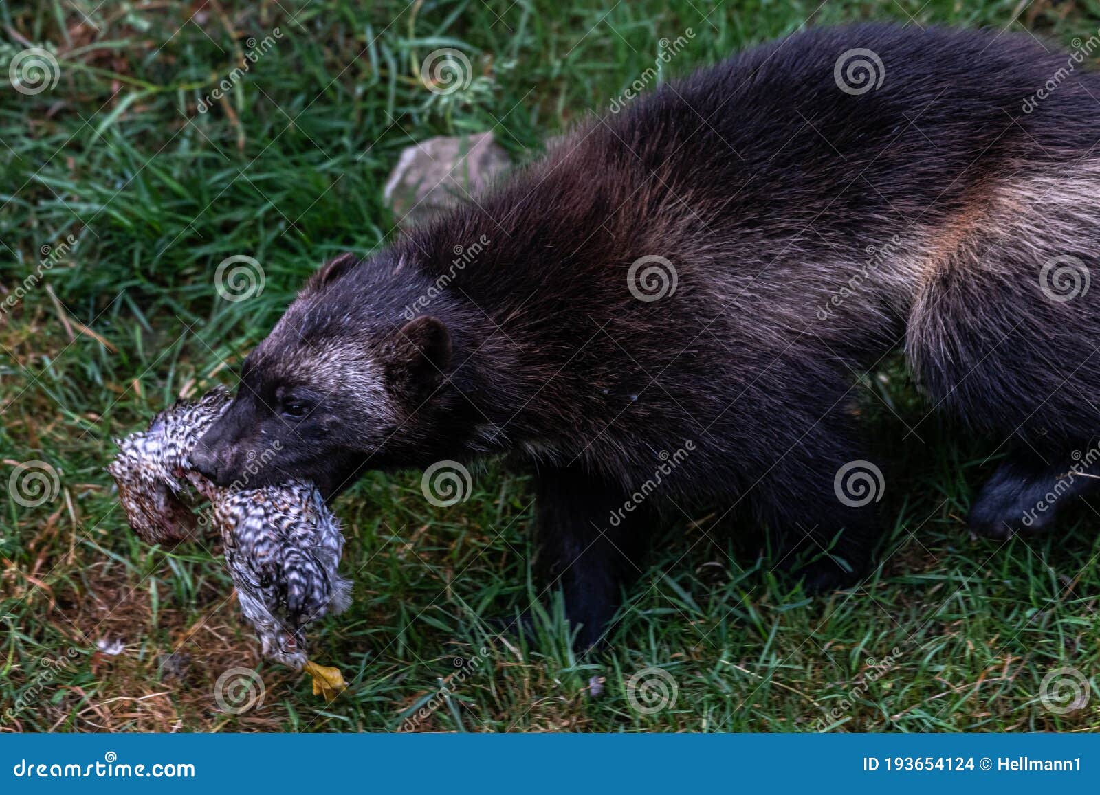 Wolverine or Skunk Bear stock photo. Image of black - 193654124