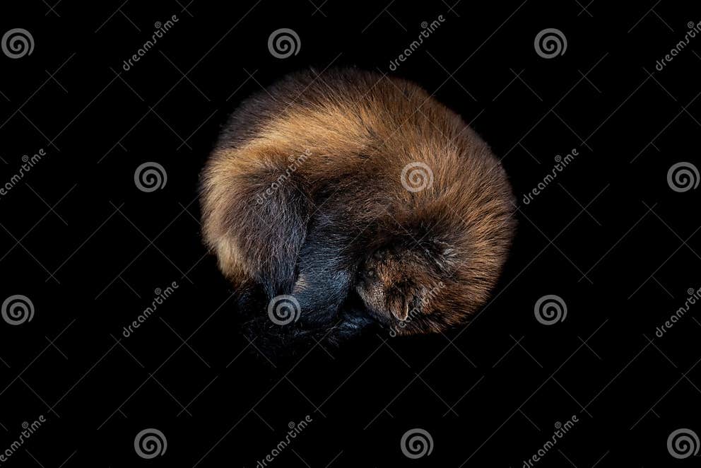 Wolverine Sleeping with a Black Background Stock Image - Image of ...